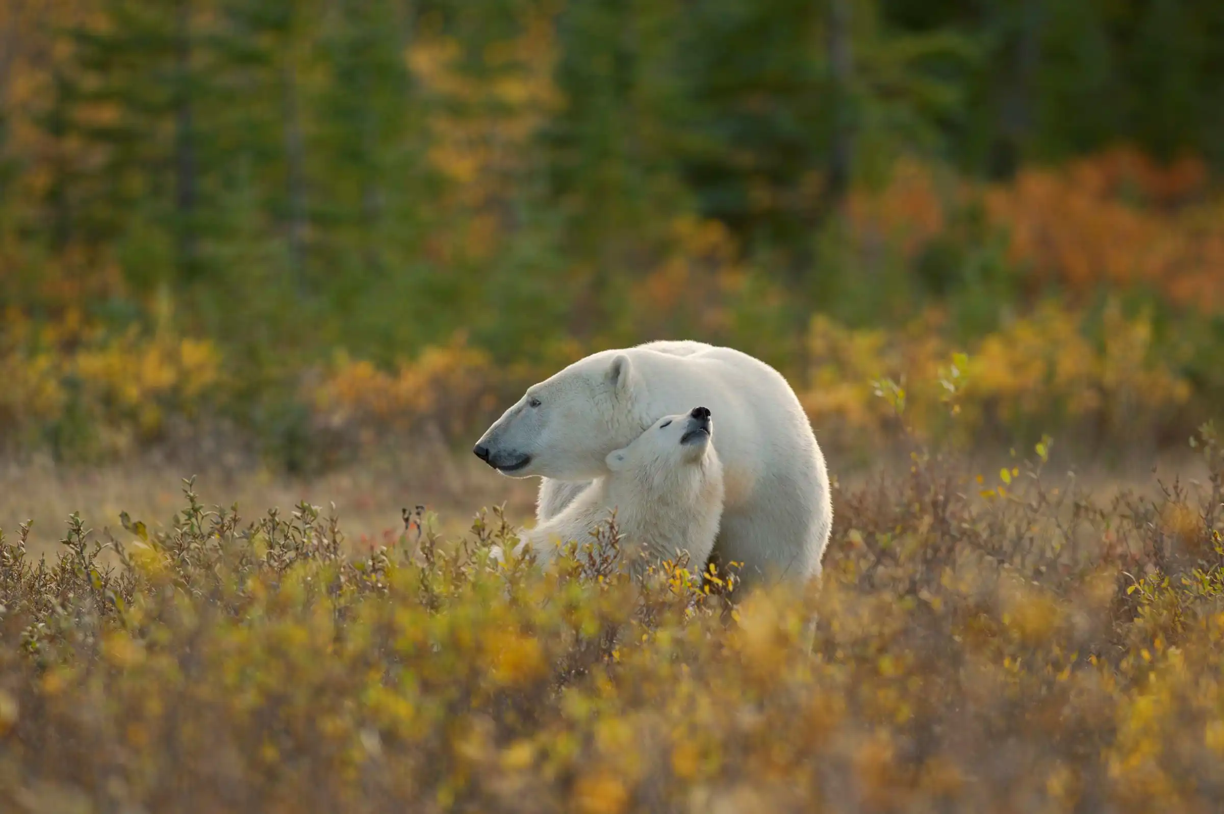 Travel to Manitoba - Beluga Whale and Polar Bear Tours - Canada ...