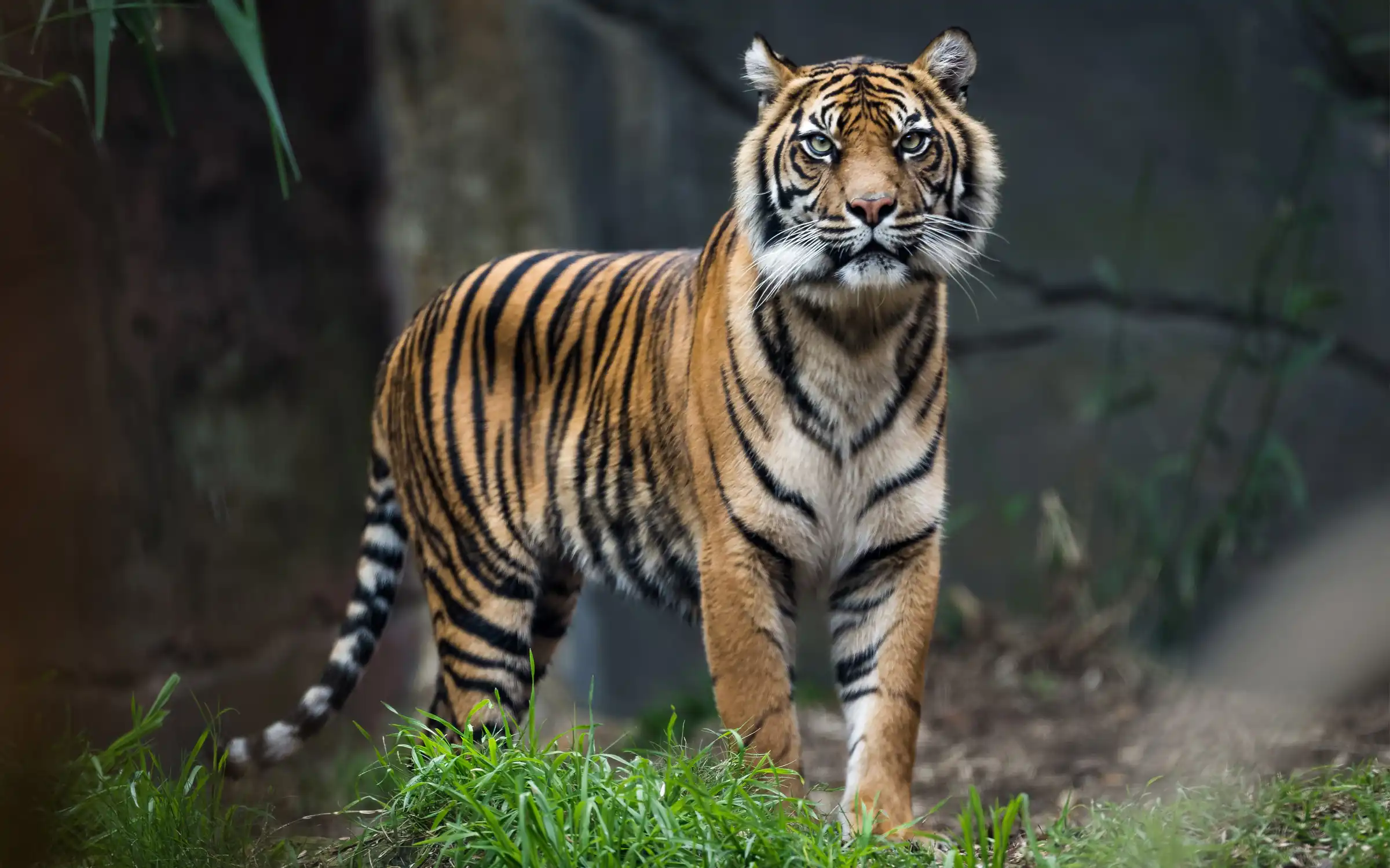 Luxury Tiger Safaris - India Tiger Safaris - Ker Downey | Ker & Downey ...