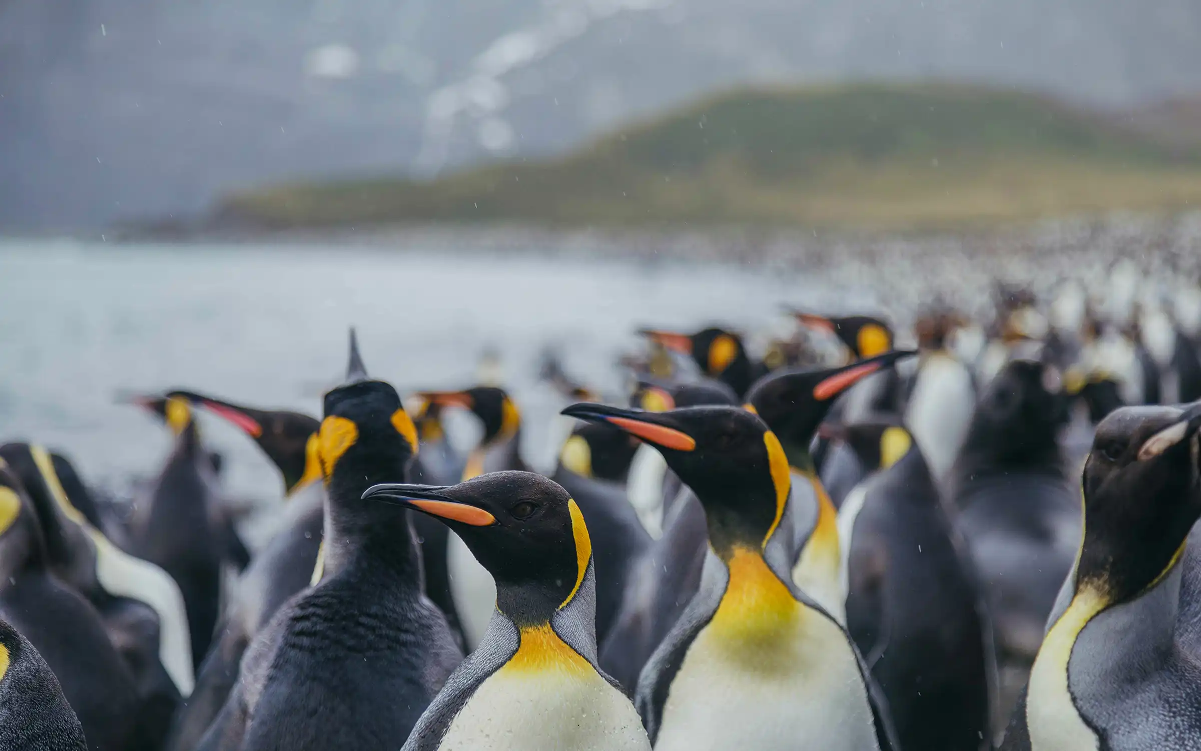 Penguins of the World - Where to See Penguins - Ker & Downey Travel ...